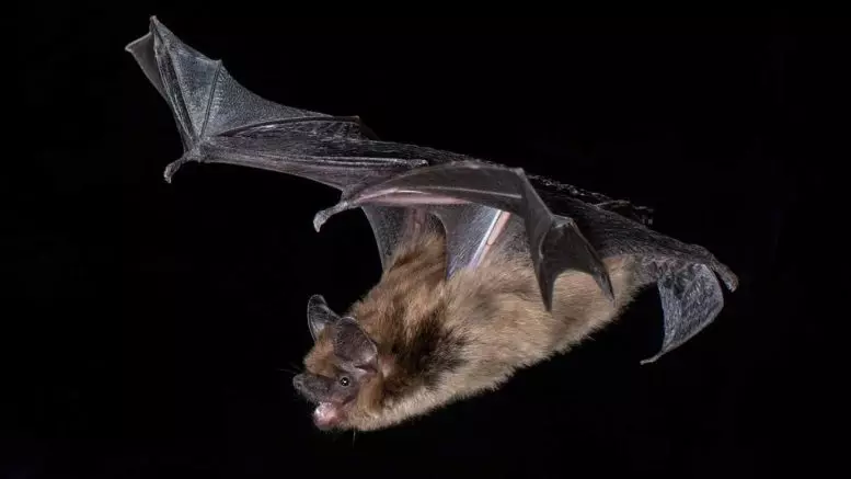 Grande chauve-souris brune (Eptesicus fuscus)