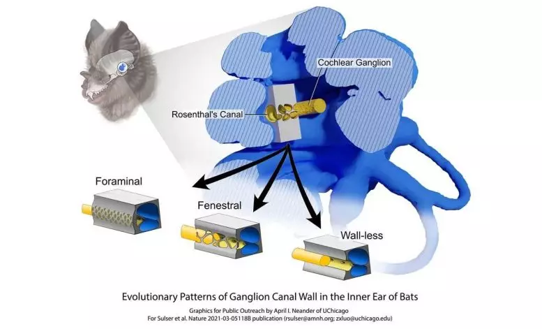 Modèles évolutifs Paroi du canal ganglionnaire Chauve-souris Oreille interne