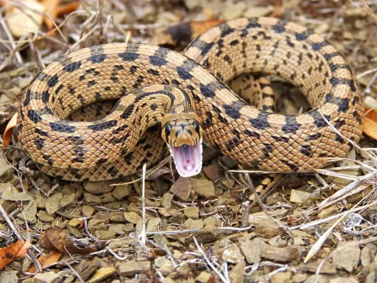 Veneno de serpiente