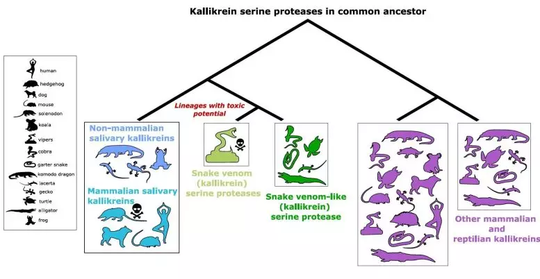 Evolucijsko drevo kalikrein serinskih proteaz