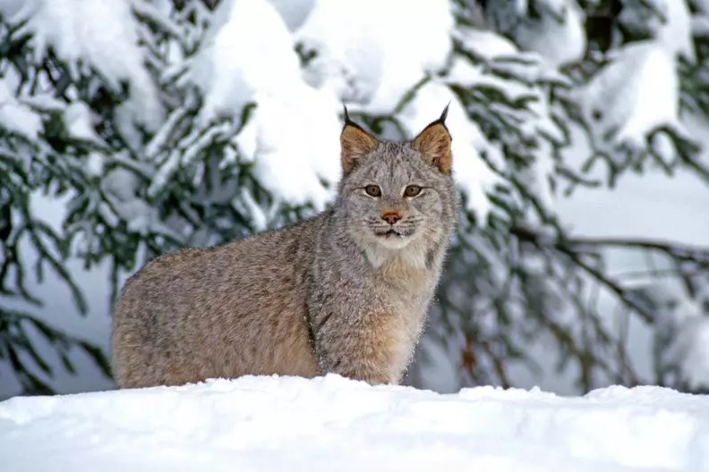 Kanada Lynx