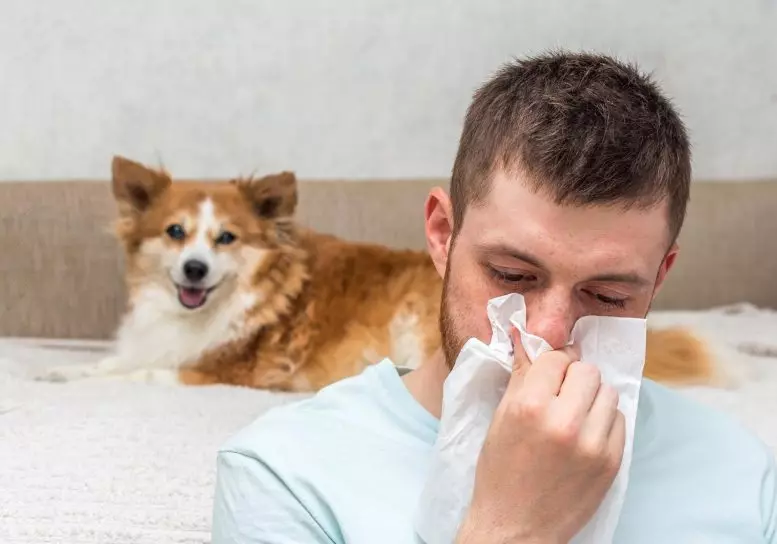 Concetto di allergia al cane