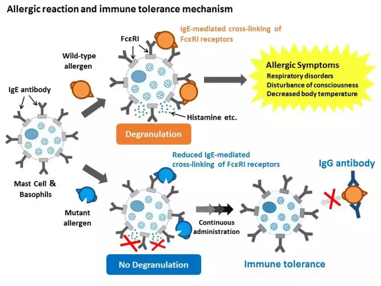 Zomwe Zimagwira Ntchito ndi Kulekerera kwa Immune Tolerance Mechanism