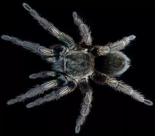 Pewouvyen an Green Velvet Tarantula