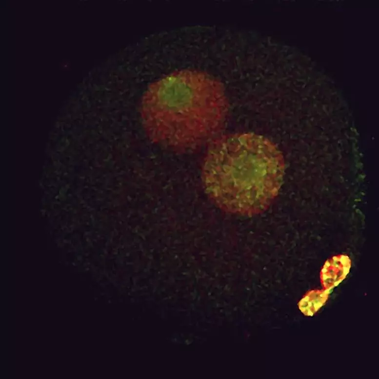 Чычкандын бир клеткалуу эмбриону эки пронуклейди көрсөтүүдө