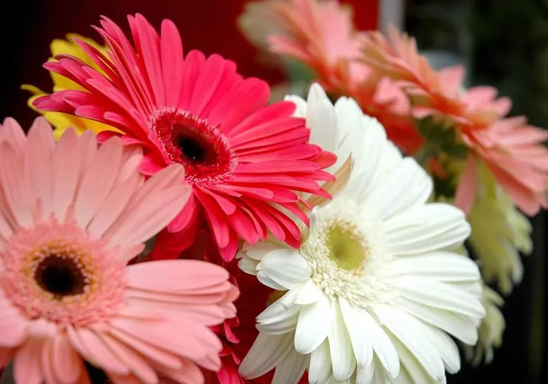 Gerbera Daisies