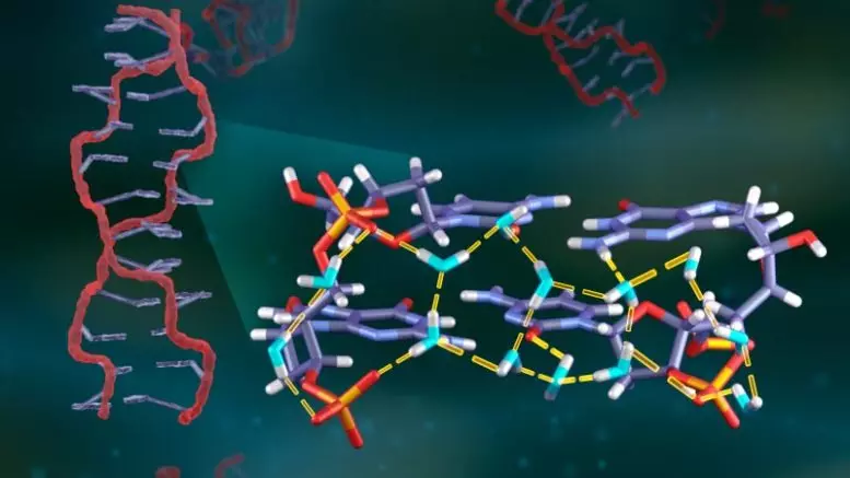 Vätebindningsmönster mellan vattenmolekyler och DNA