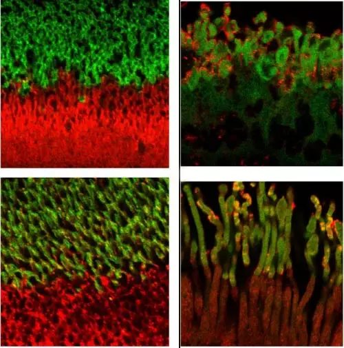 Cellules sensorielles