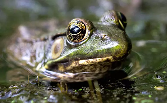 Östrogen Kontaminatioun ännert d'Amphibien Populatiounen