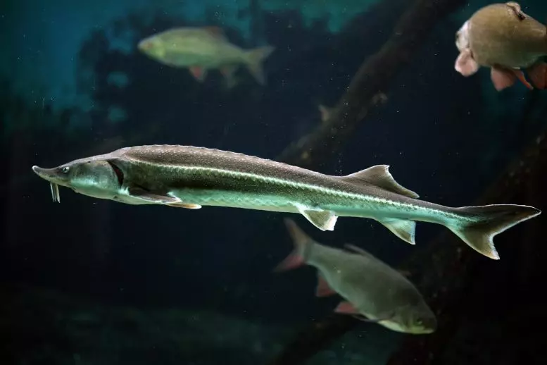 Sterlet Sturgeon