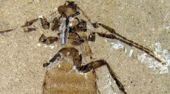 Akoko Jurassic ti o tobi ju Fleas ti ni ihamọra awọn ẹya ẹnu lati kọlu Iboju Nipọn ti Dinosaurs 3117_1