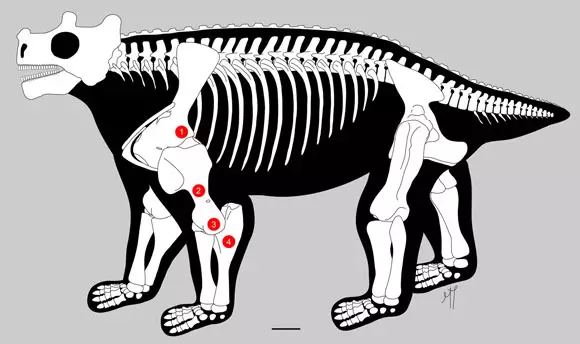 Bunostegos Akokanensis Makhluk Pangheulana Dipikawanoh pikeun Leumpang dina Sadaya Fours