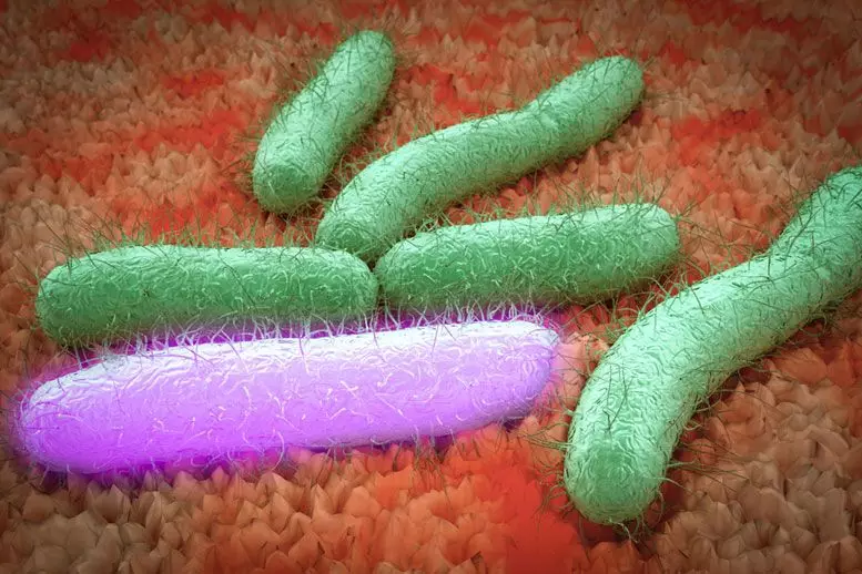 MIT Chemical Engineers øger bakteriers produktivitet