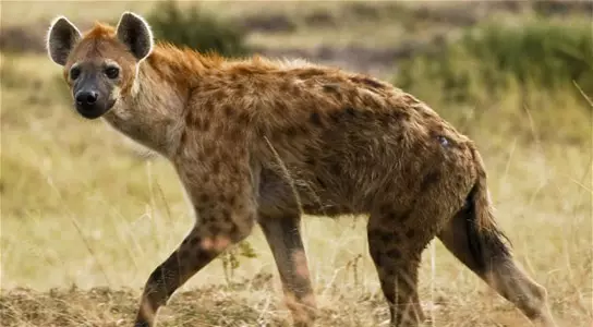 Hyenas ta ka menm entèlijan ke kèk primat 3336_1