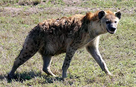 Hyenas ta ka menm entèlijan ke kèk primat 3336_2