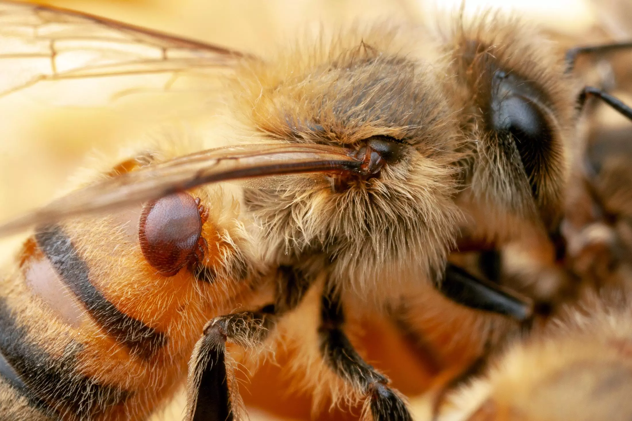 Naukowcy zmodyfikowali genetycznie bakterie, aby chronić pszczoły przed załamaniem się kolonii