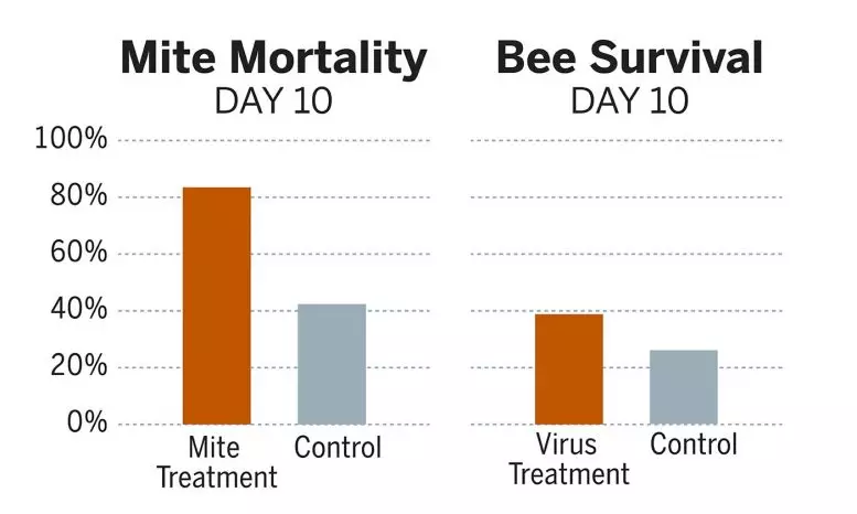 תרשים תמותת קרדית והישרדות דבורים