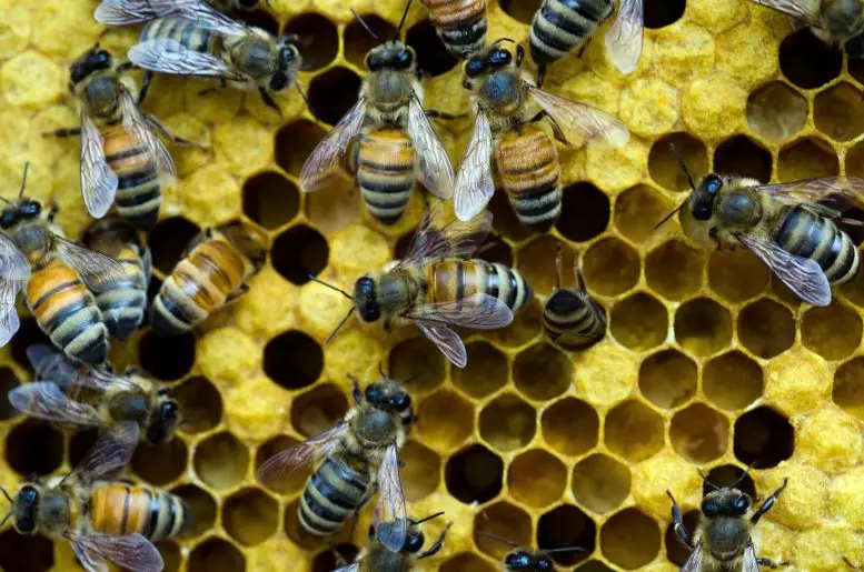 דבורי דבש על גג מעבדת פטרסון