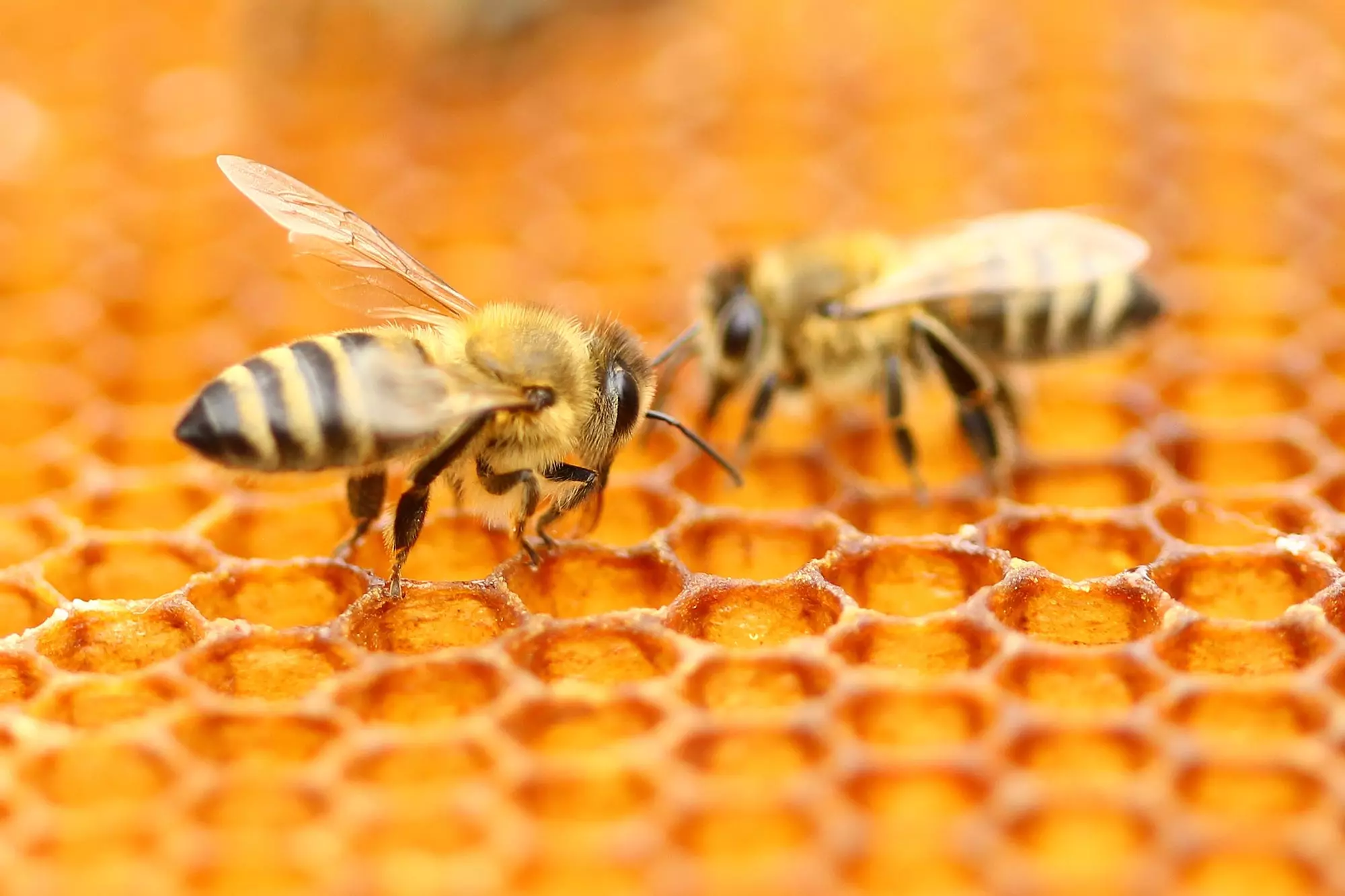 ผึ้งสายพันธุ์ใหม่เป็นความก้าวหน้าครั้งสำคัญในการต่อสู้กับปรสิต Varroa Mite
