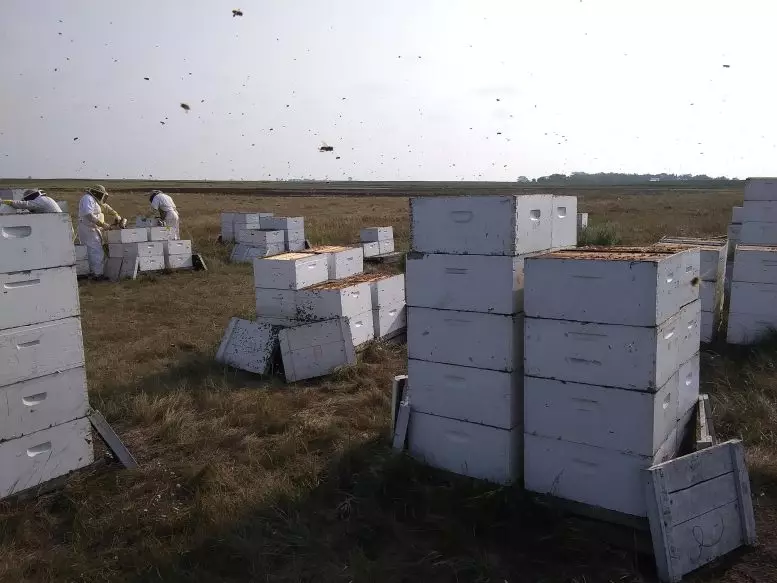 Bees any South Dakota