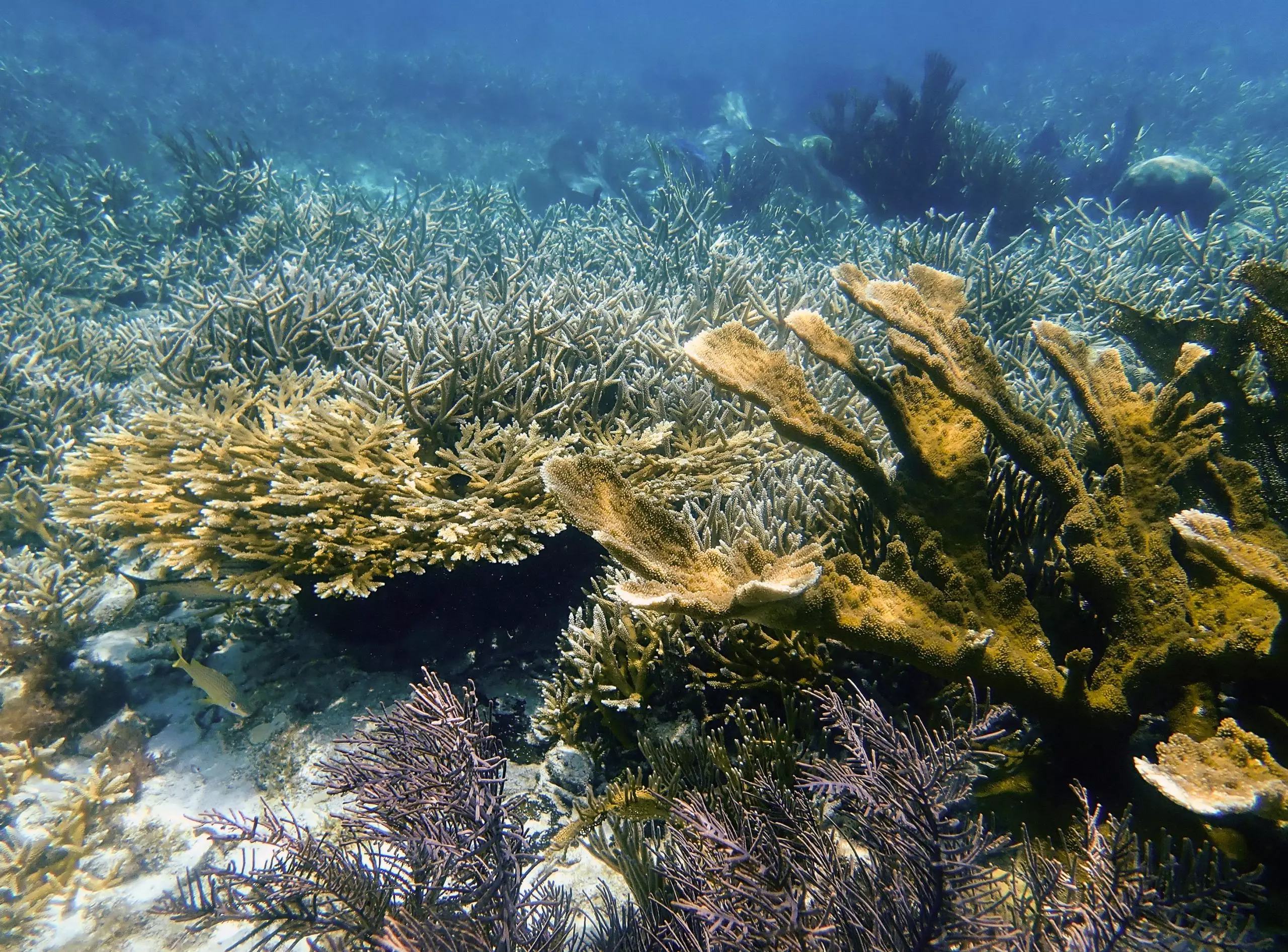 Риф төзү кораллары һәм күзәнәкләре эчендәге микроскопик алга Тандемда генетик үсеш ала