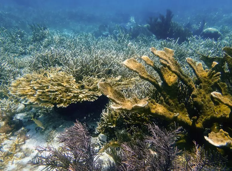 Elkhorn እና Staghorn Corals