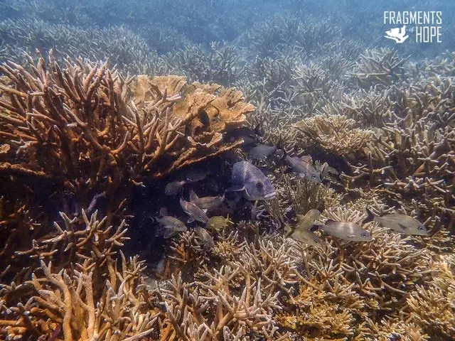 በElkhorn እና Staghorn Corals መካከል ያለው ዓሳ