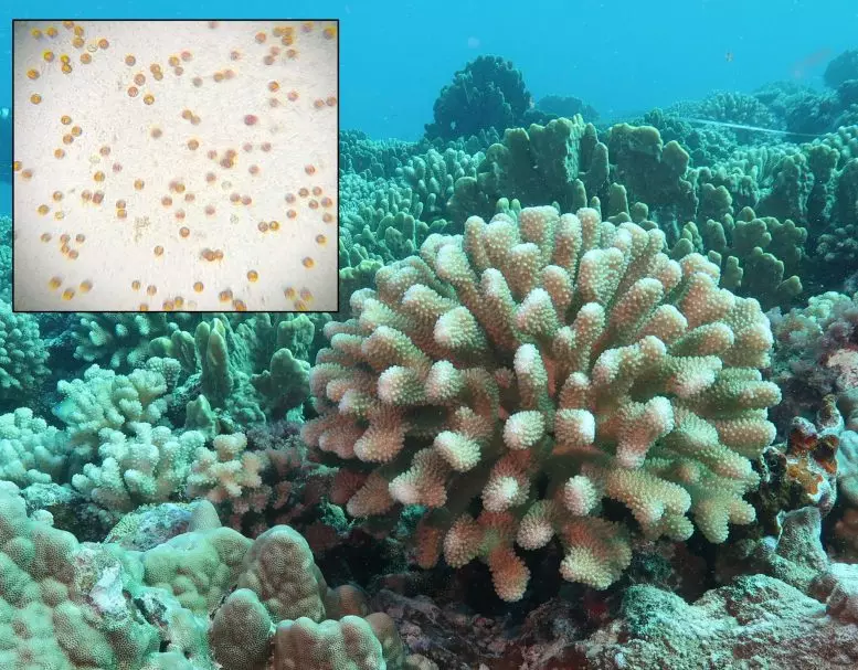 Coral arovana amin'ny Dinoflagellates