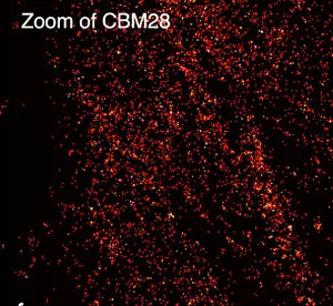 Berkeley Lab lança nova luz sobre a catálise da celulase