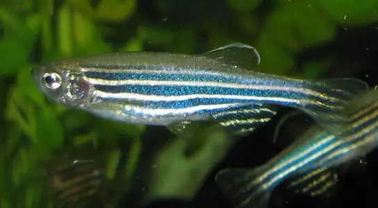 Umělá úprava enzymů přepisuje DNA zebrafish, mohla by být užitečná při studiu nemocí 3597_1