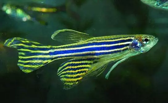 Umělá úprava enzymů přepisuje DNA zebrafish, mohla by být užitečná při studiu nemocí 3597_2