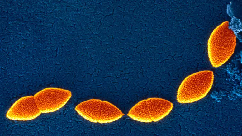 Triple Sugar Molecule skyddar mot pneumokockstammen ST8