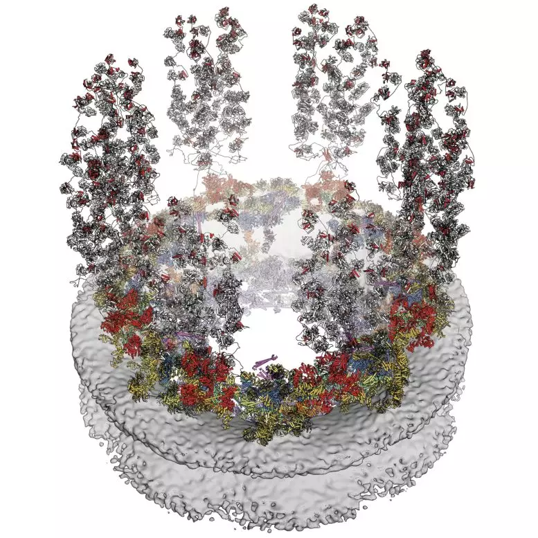 Complex de porus nuclears