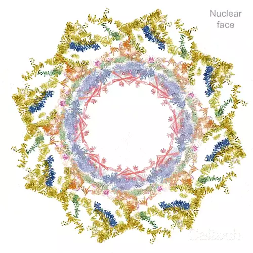 Animación del complejo de poros nucleares