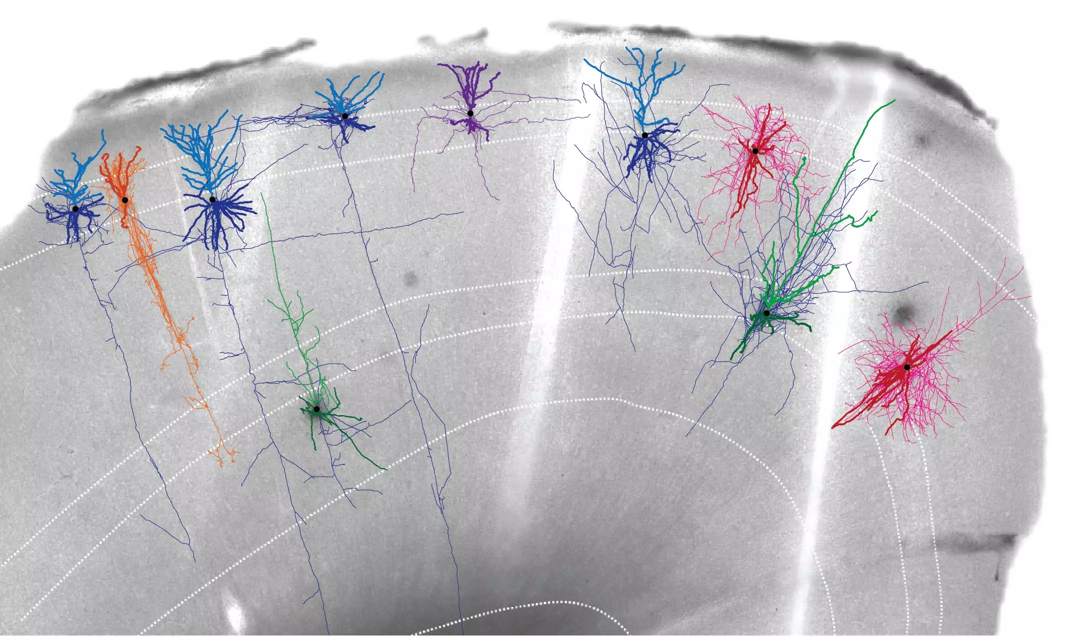 Neurowëssenschaftler hunn eng ultra detailléiert Kaart vum Brain Motor Cortex gebaut, vu Mais bis Aaffen bis Mënschen