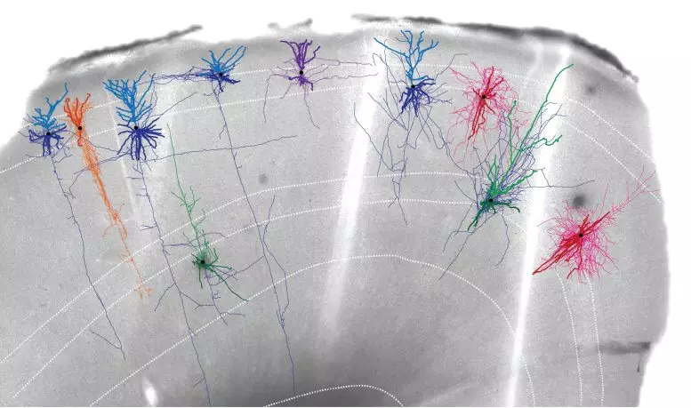 Imaxe do tecido cerebral humano con reconstrucións de neuronas