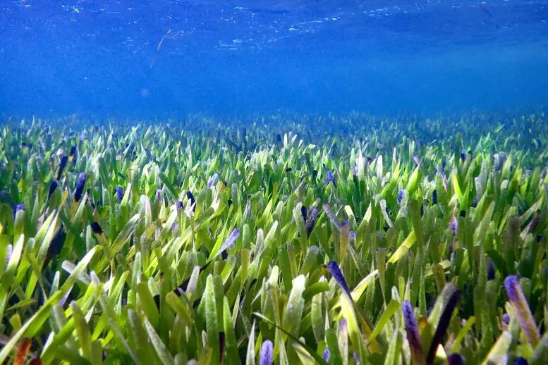 Hierba de cinta (Posidonia australis)