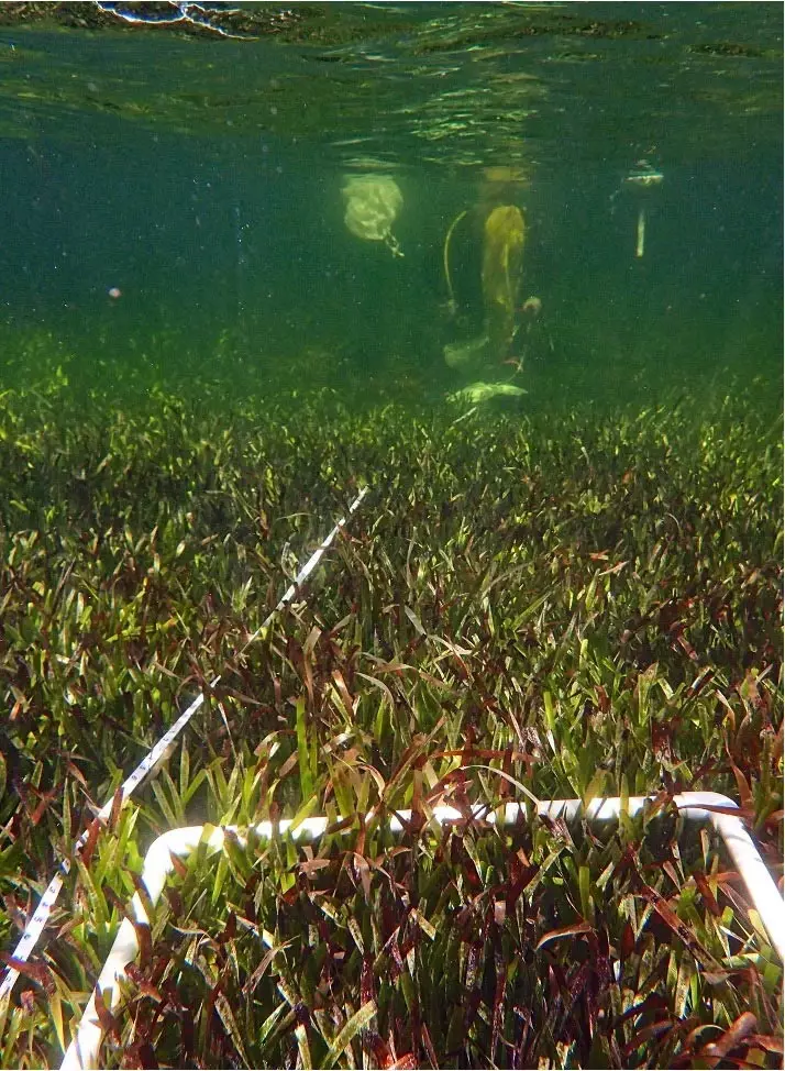 Muestreo de Posidonia