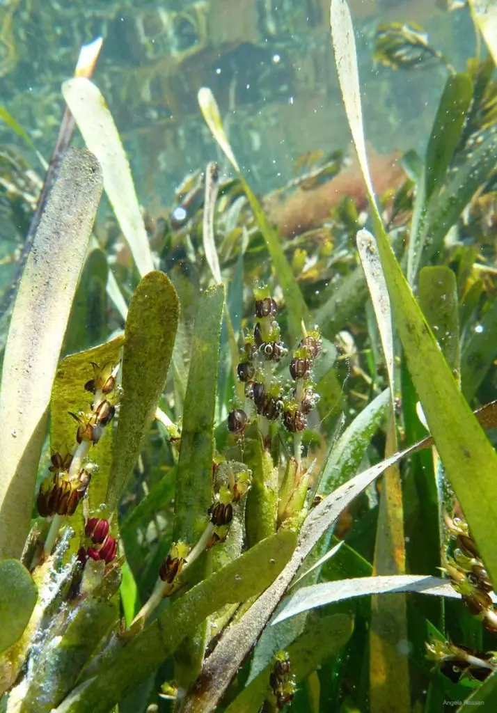 Flores de posidonia australis Seagrass