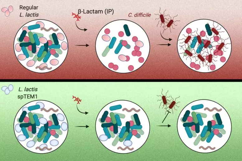 L. ಲ್ಯಾಕ್ಟಿಸ್ spTEM1