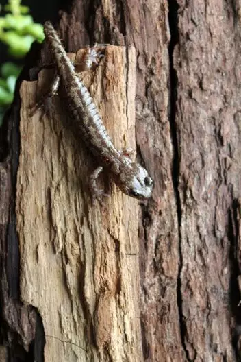 Salamandra vagar bat