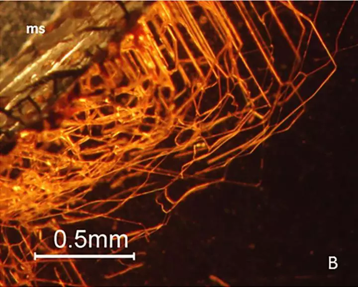 Mikroorganisme Boring Leutik dina Kristal Garnet