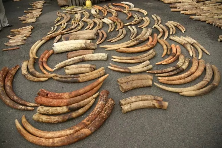 Iimbambo ukusuka 2015 Singapore Ivory Seizure