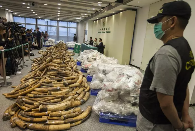 I-Tusks Ukusuka kwi-2017 Hong Kong Ivory Seizure