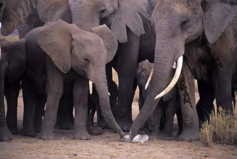 Gli elefanti africani esaminano l'osso