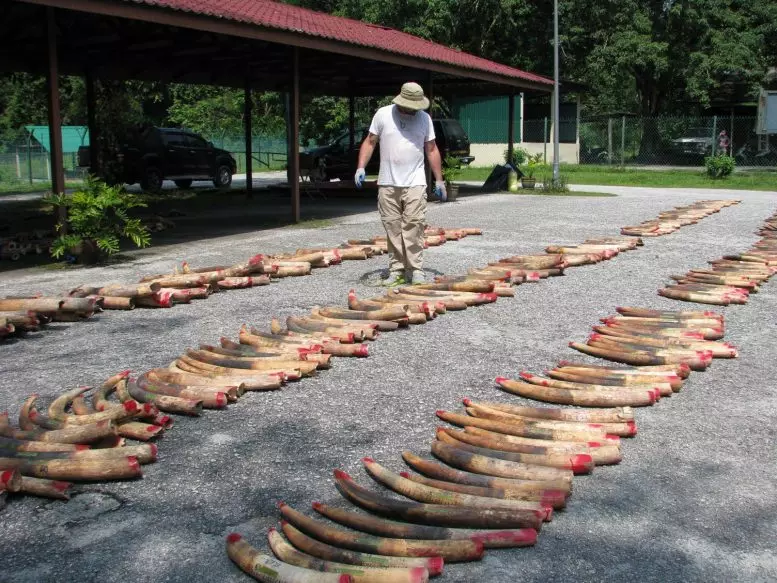 Amabamba avela kwi-Ivory Seizure eMalaysia