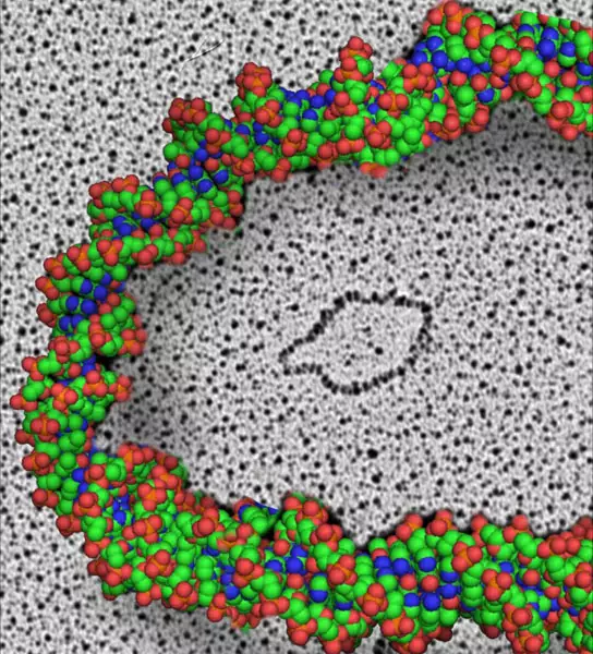 microDNA 원의 전자 현미경 사진