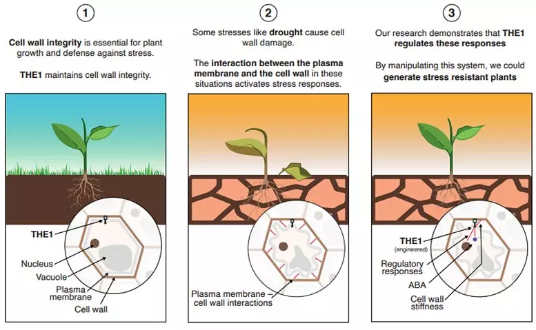 Hoe planten zich aanpassen aan droogte