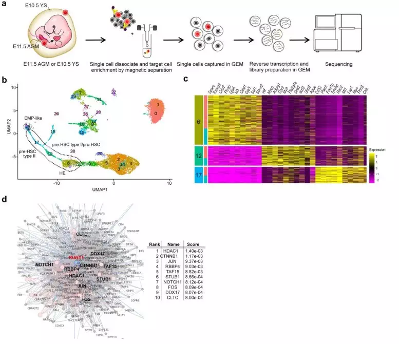 Jednoćelijska RNA-Seq analiza AGM