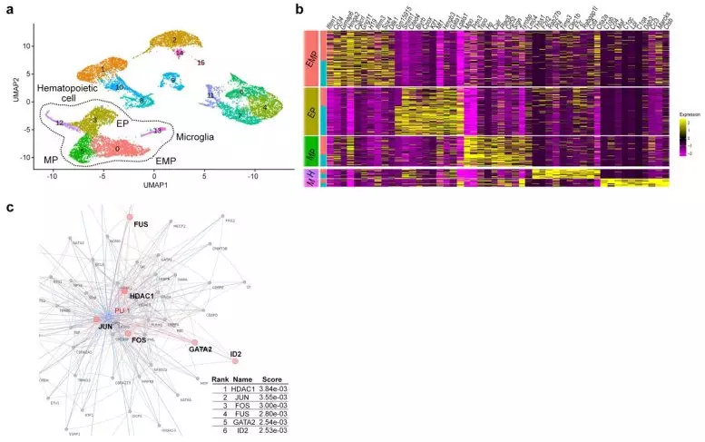 Enocelična RNA-Seq analiza rumenjakovih vrečk